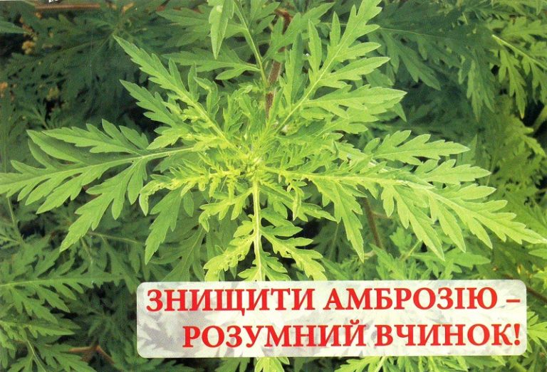 Амброзія – КНП "МОНАСТИРИЩЕНСЬКА БАГАТОПРОФІЛЬНА ЛІКАРНЯ"